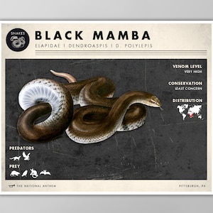 Snake Art Print - Black Mamba Poster - Natural History Decor ...