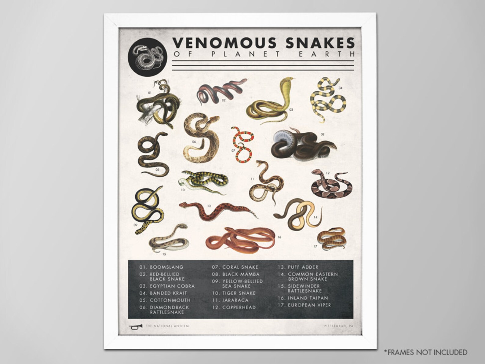 Snake Print Snake Chart Poster Natural History Snake Print | Etsy