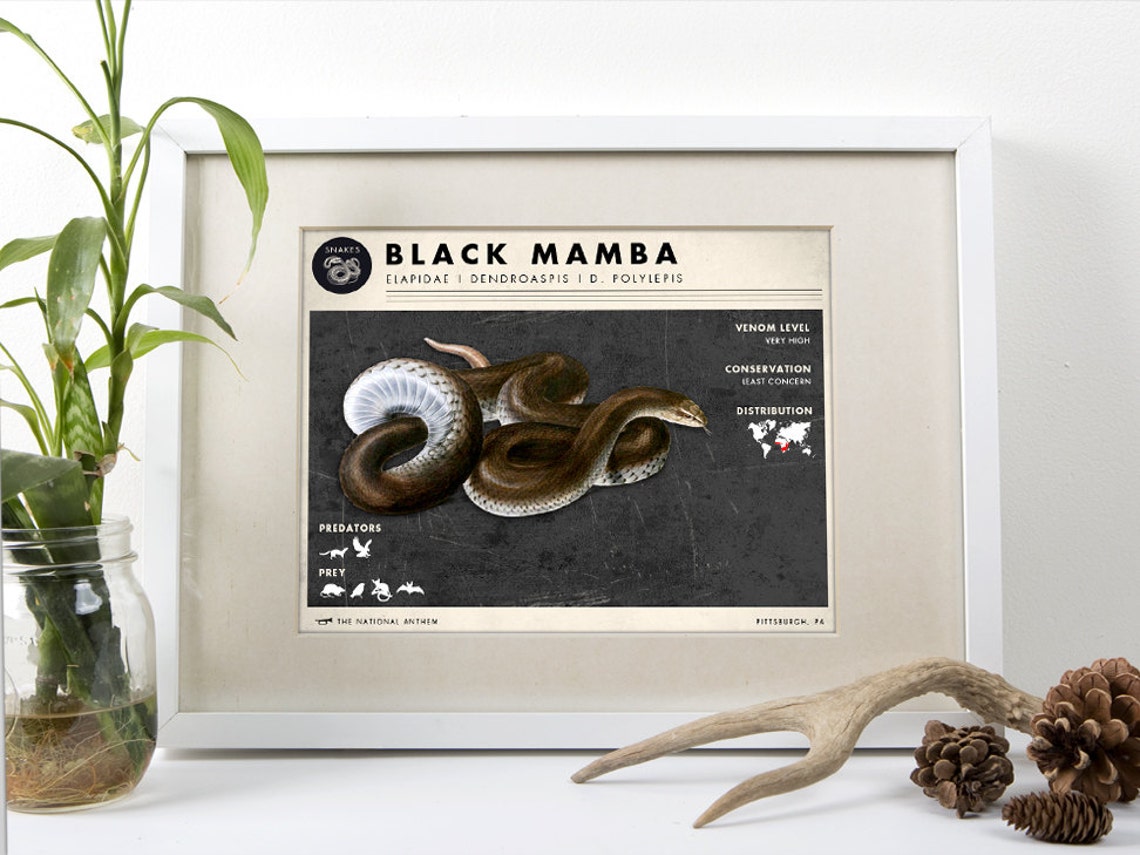 Snake Art Print Black Mamba Poster Natural History Decor - Etsy