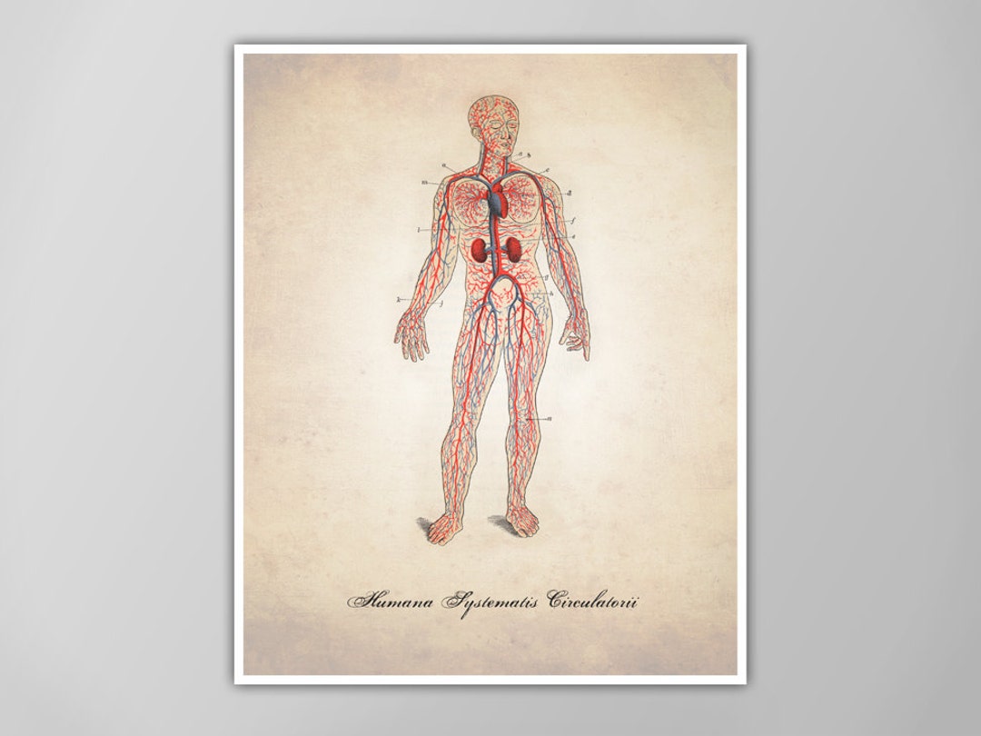 Circulatory System Art Print - Human Anatomy - Veins and Arteries ...