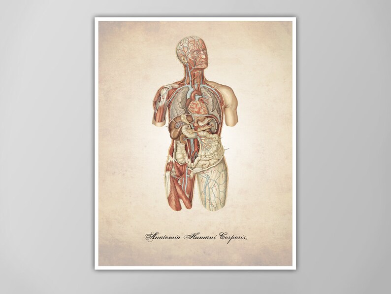 Human Anatomy Art Print Human Body Diagram Medical - Etsy