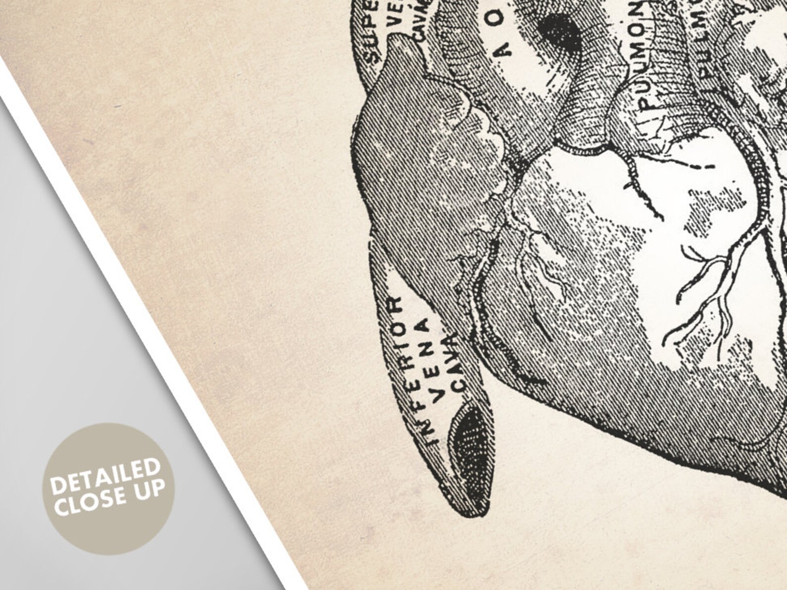 Human Heart Print Human Anatomy Art Print Anatomy Drawing - Etsy