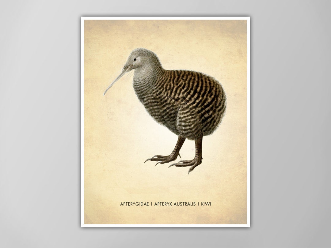 Kiwi Art Print - Kiwi Bird Poster - New Zealand Bird - Natural History ...