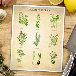 Garden Herbs Poster - Kitchen Decor - Herbs and Spices Chart ...