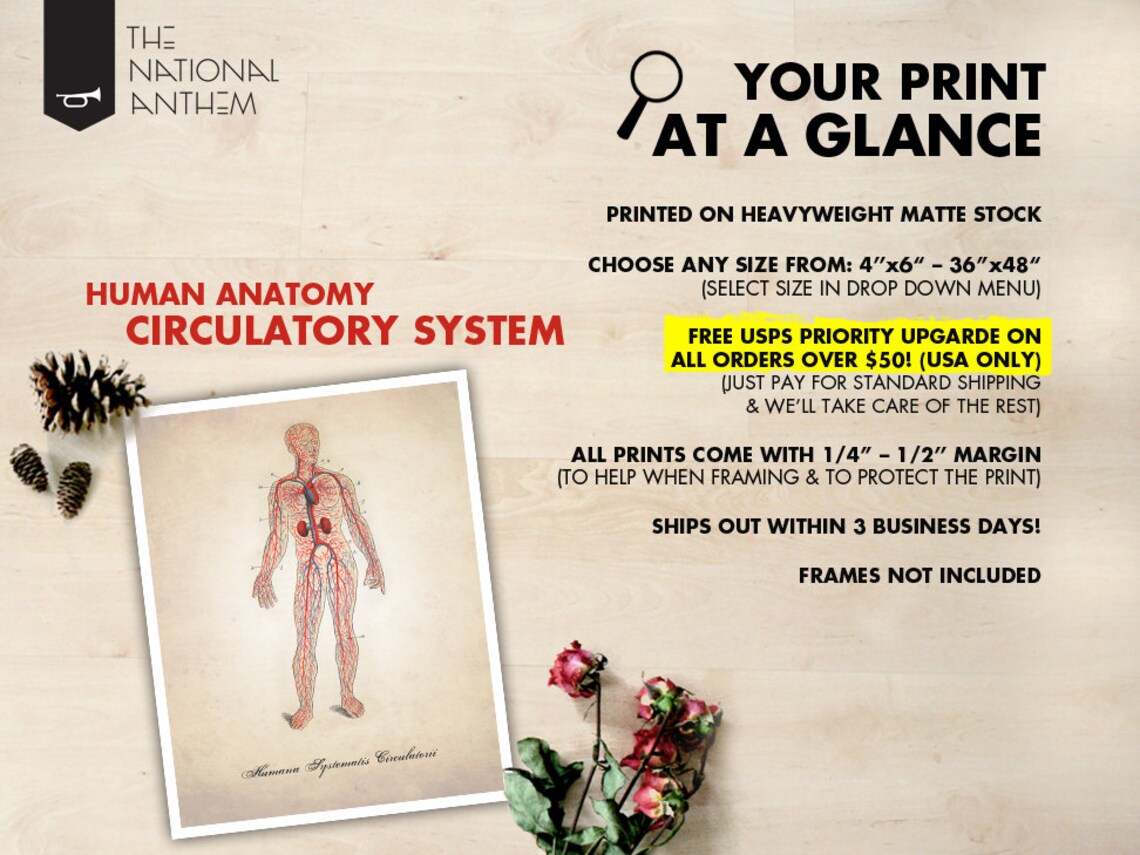 Circulatory System Art Print Human Anatomy Veins and | Etsy