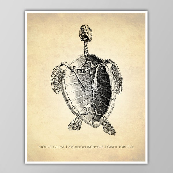 Tortoise Print - Etsy