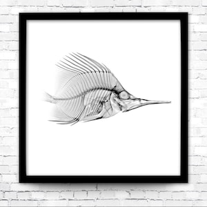 Black and White Fish X-ray Print Marine Life Art Modern Art | Etsy