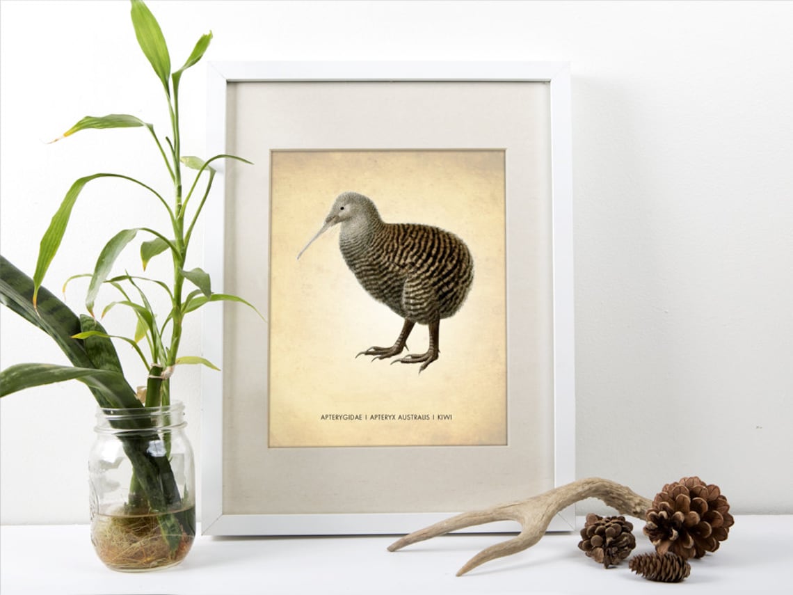 Kiwi Art Print - Kiwi Bird Poster - New Zealand Bird - Natural History ...