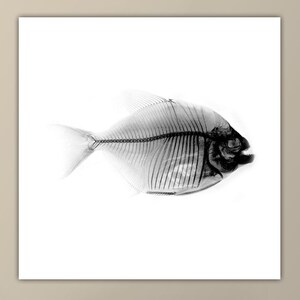 Fish X-ray Print - Marine Life Art - Modern Home Decor - Square Format ...