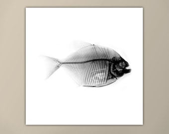 Black and White Fish X-ray Print Marine Life Art Modern Art | Etsy