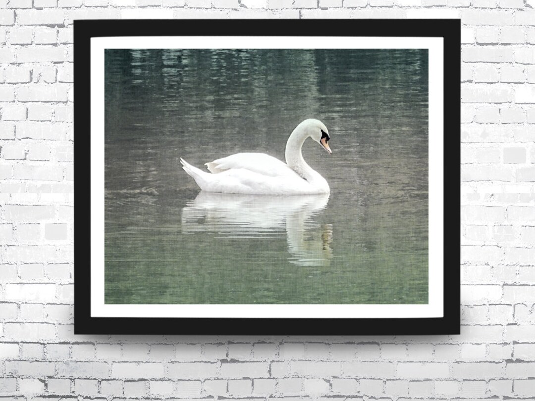 Swan Art Print - Nature Wall Art - Farm House Decor - White Swan ...