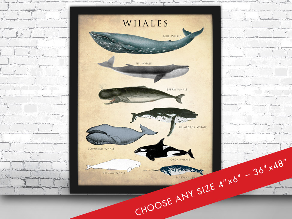 Whale Chart Art Print Whale Species Natural History Poster | Etsy