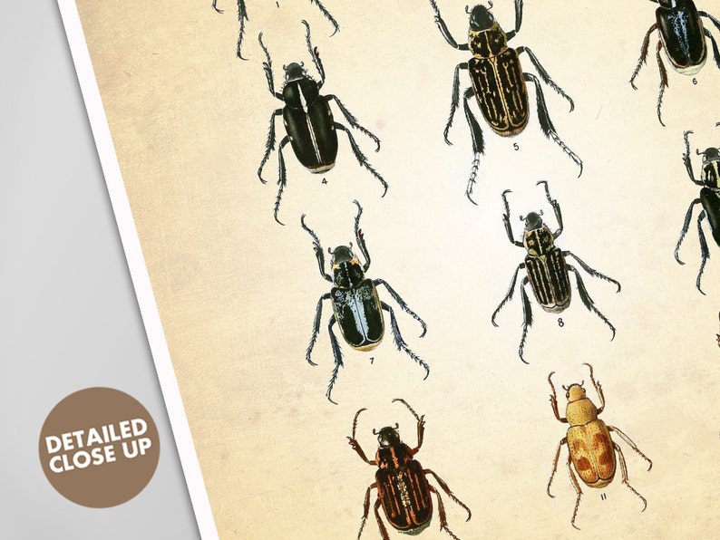 Beetles Art Print - Scientific Wall Art - Classroom Decor - Natural ...