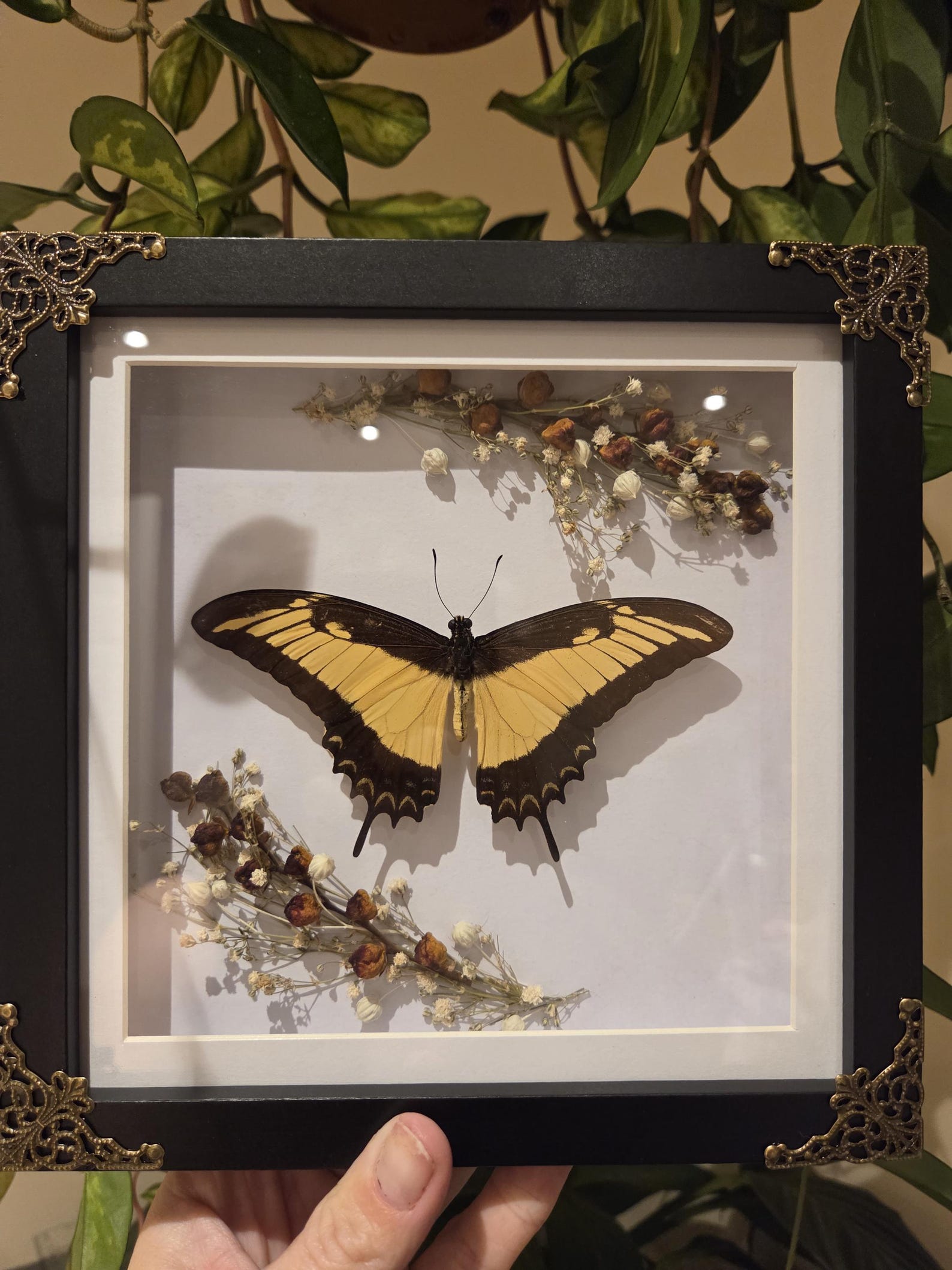 Queen Swallowtail- Papilio Androgeus Epidaurus - Etsy