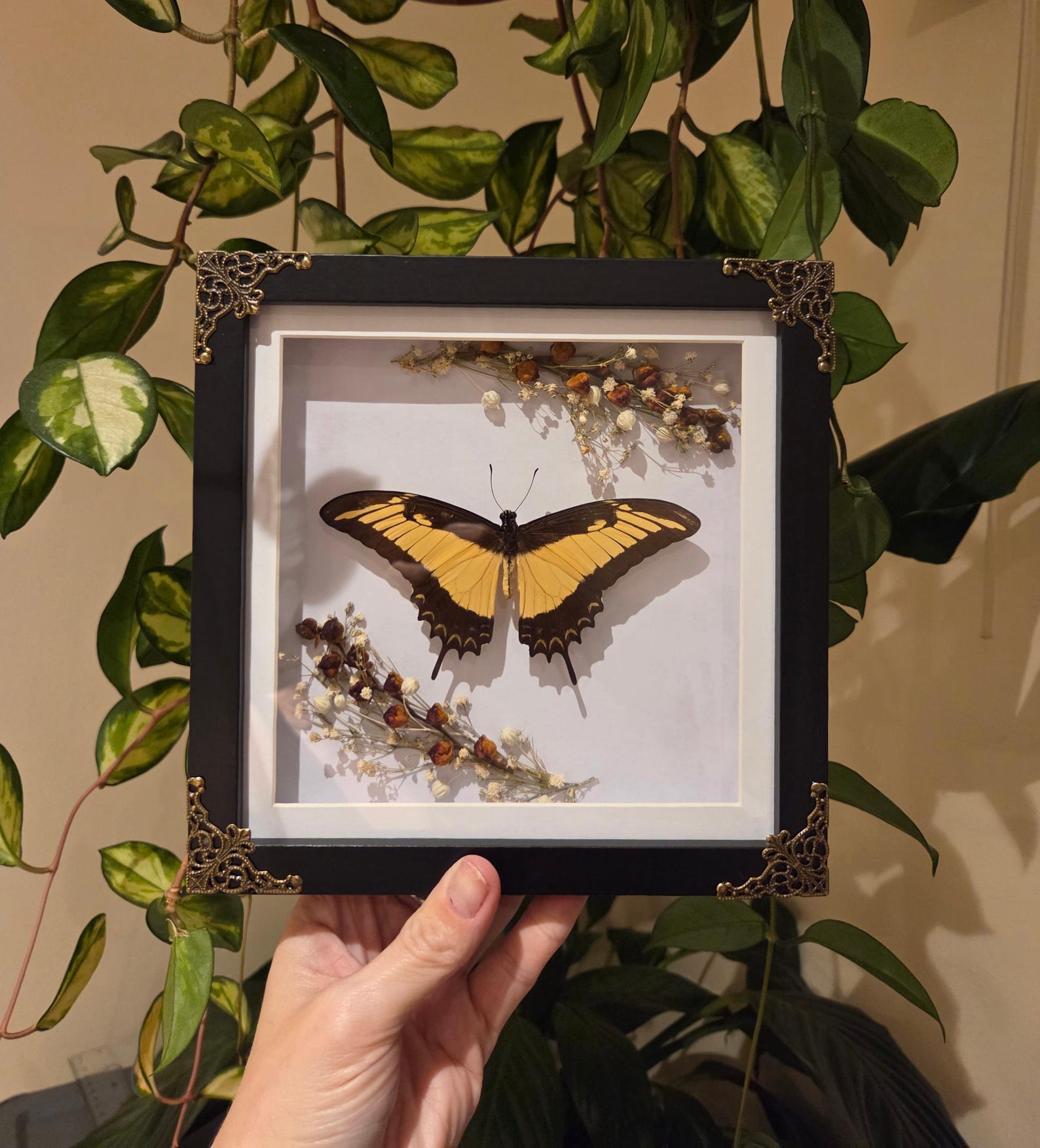Queen Swallowtail- Papilio Androgeus Epidaurus - Etsy