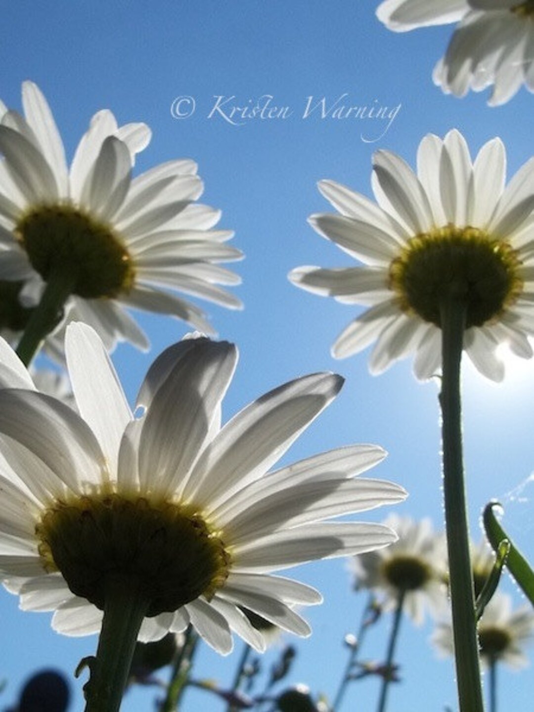 Shasta Daisies, Daisy Photos, Daisies, Pictures of Daisies, Daisy ...
