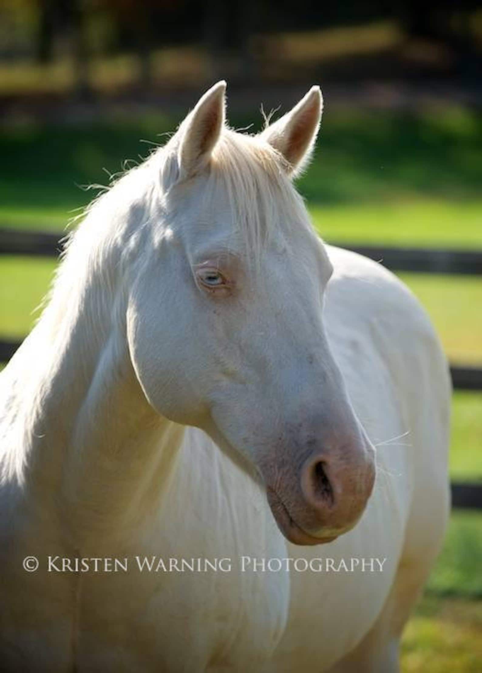 Horse Photos, Horses, Perlino, Perlino Horse, Equine Art, Fine Art ...