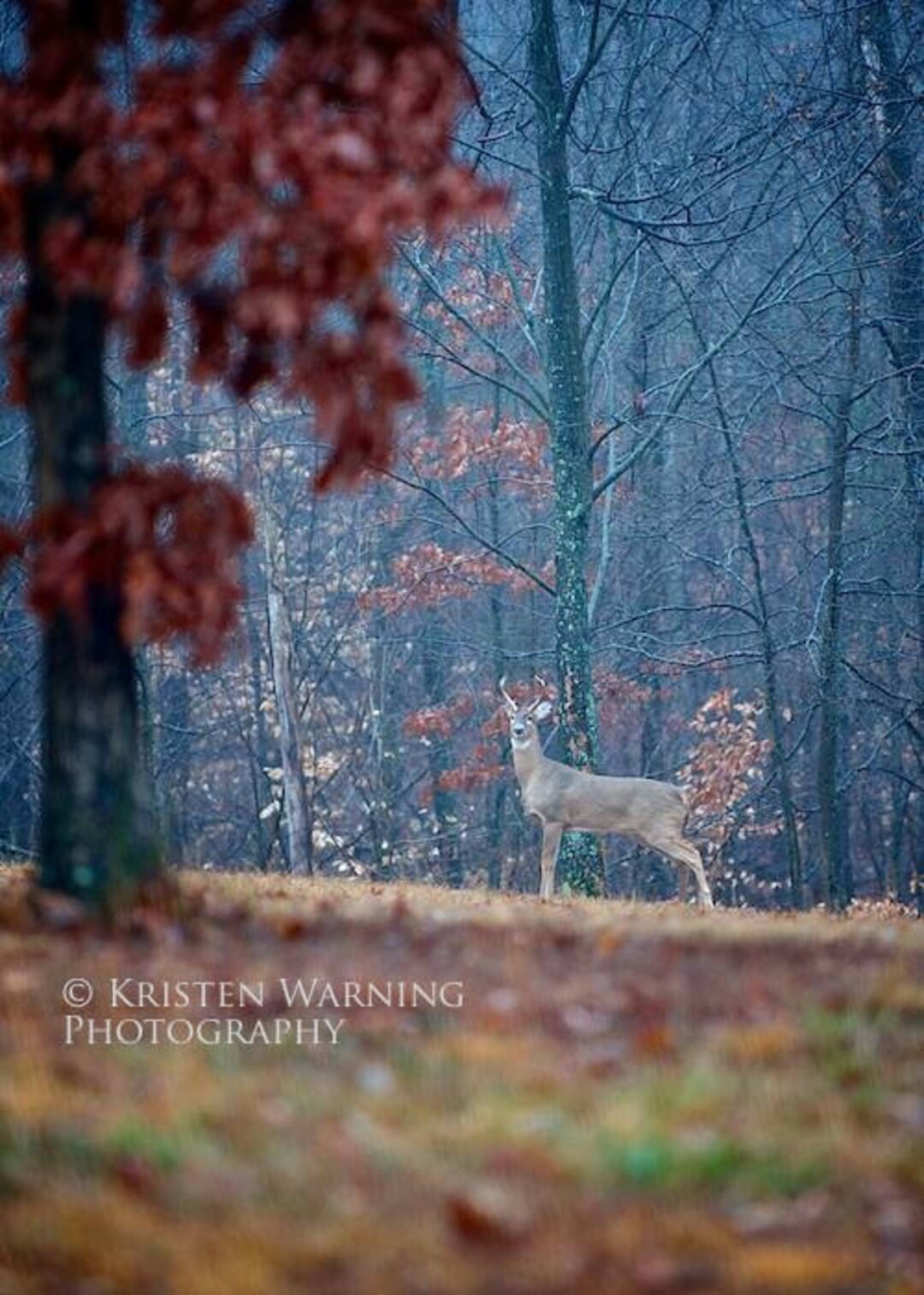 Deer Photos, Deer Pictures, Deer, Nature Photography, Pictures of Deer ...