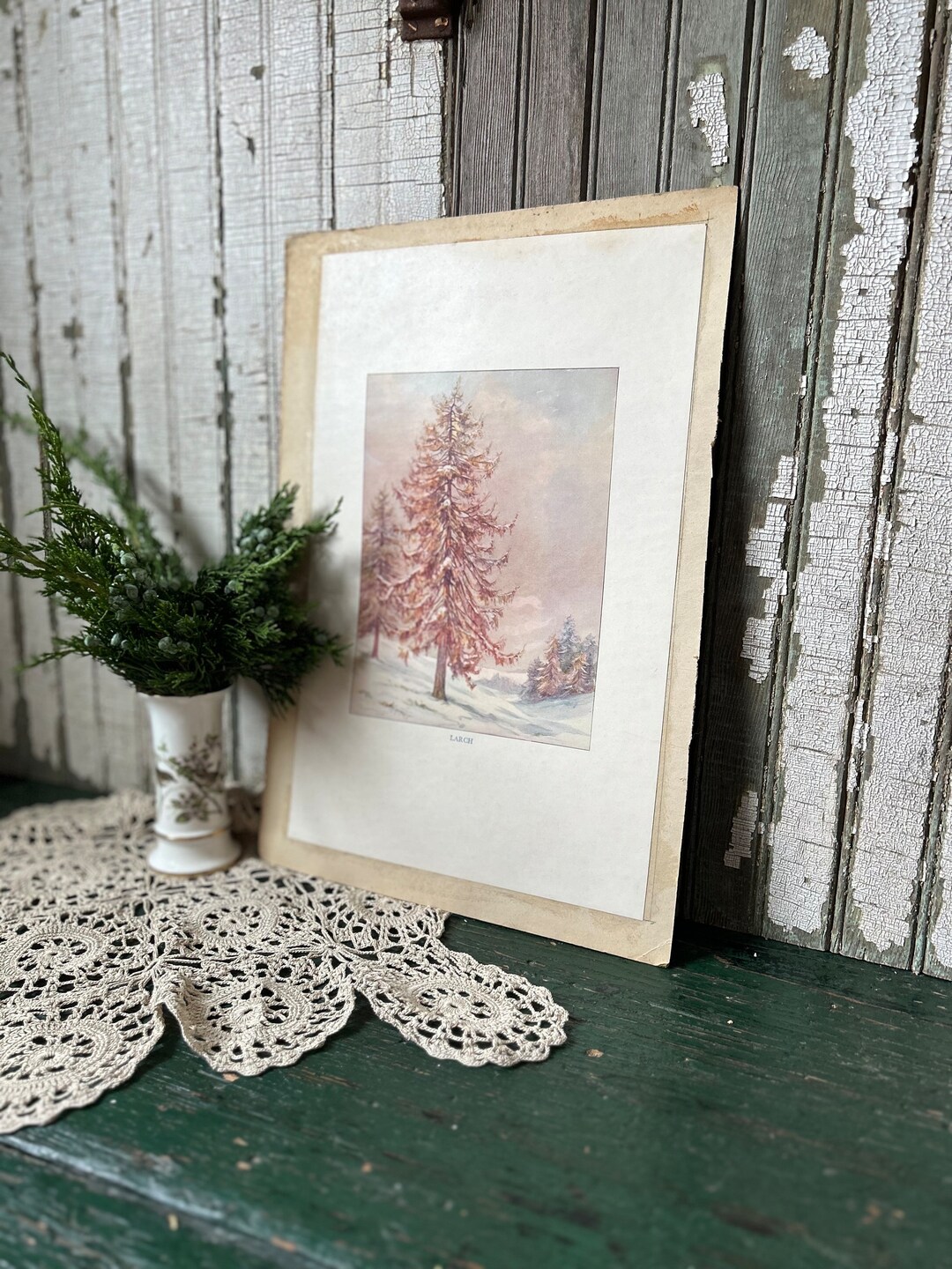 Larch Tree Illustration, Barbara Briggs Art, Vintage - Etsy