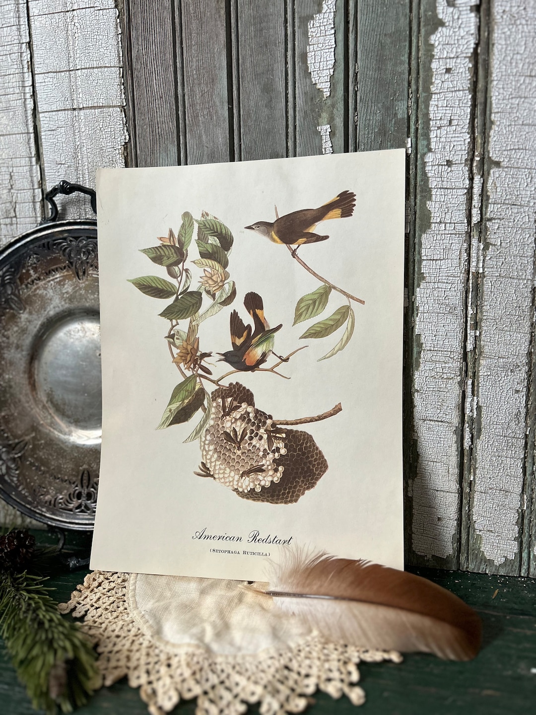 American Redstart, Audubon Bird Art Print, Vintage 1980’s - Etsy