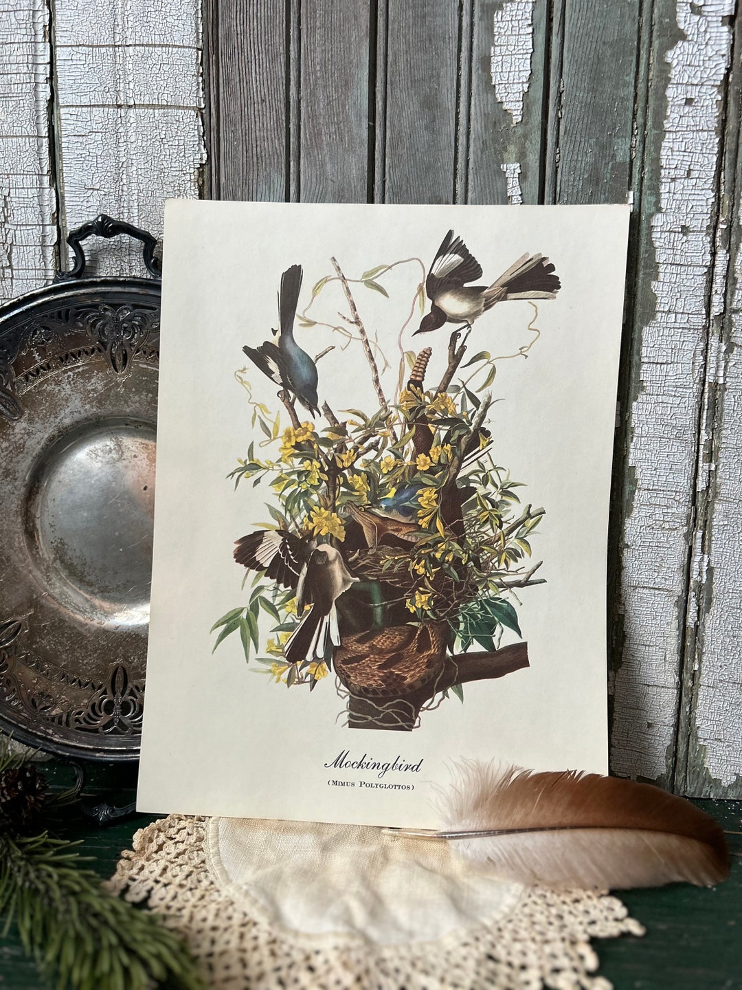 Mockingbird and Rattlesnake, Audubon Art Print, Vintage - Etsy