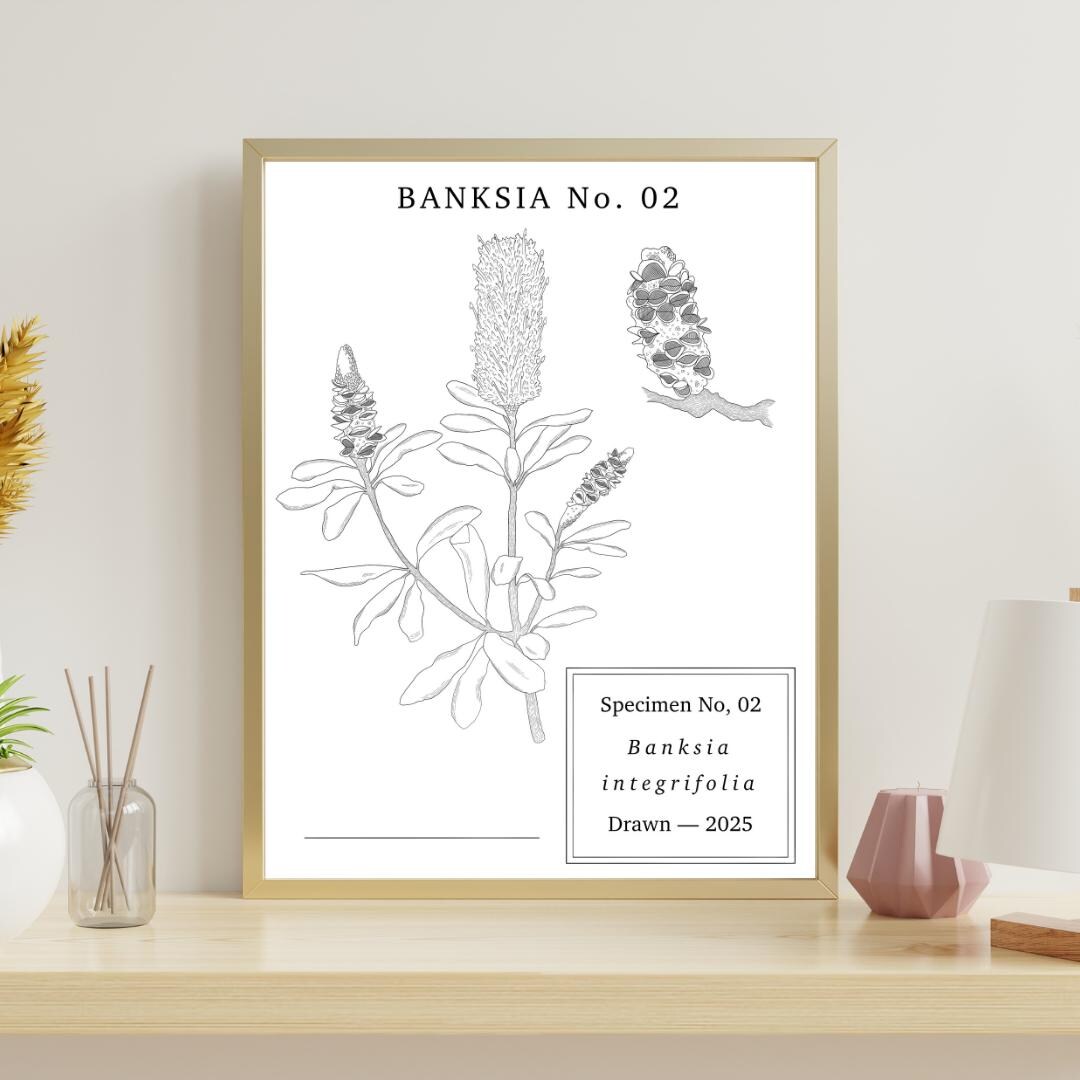 Banksia Line Art Print: Australian Botanical Illustration (digital ...