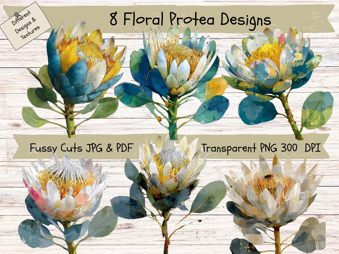 Watercolor Protea Clipart: Blue & White Floral Designs (PNG, JPG, PDF ...