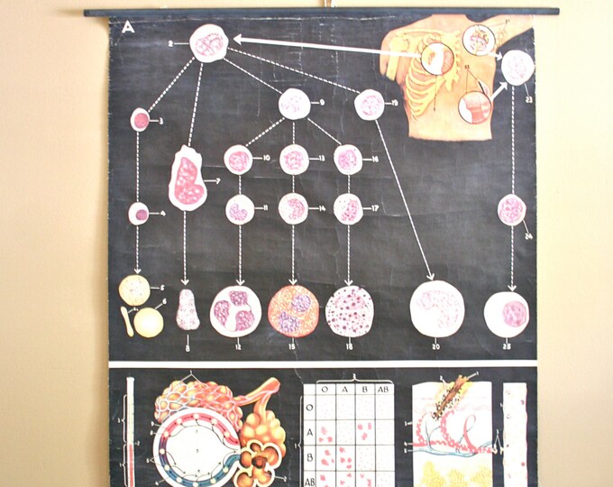 Vintage 1950s Biology School Chart: Development of the Blood Cells - Etsy