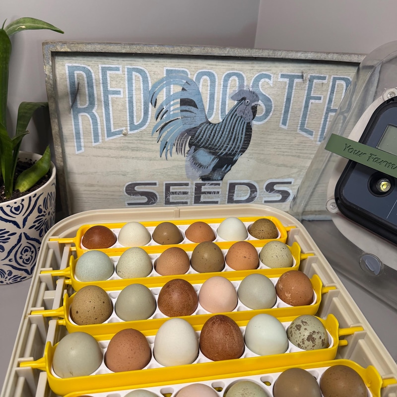 Red Eggs Cup - Etsy