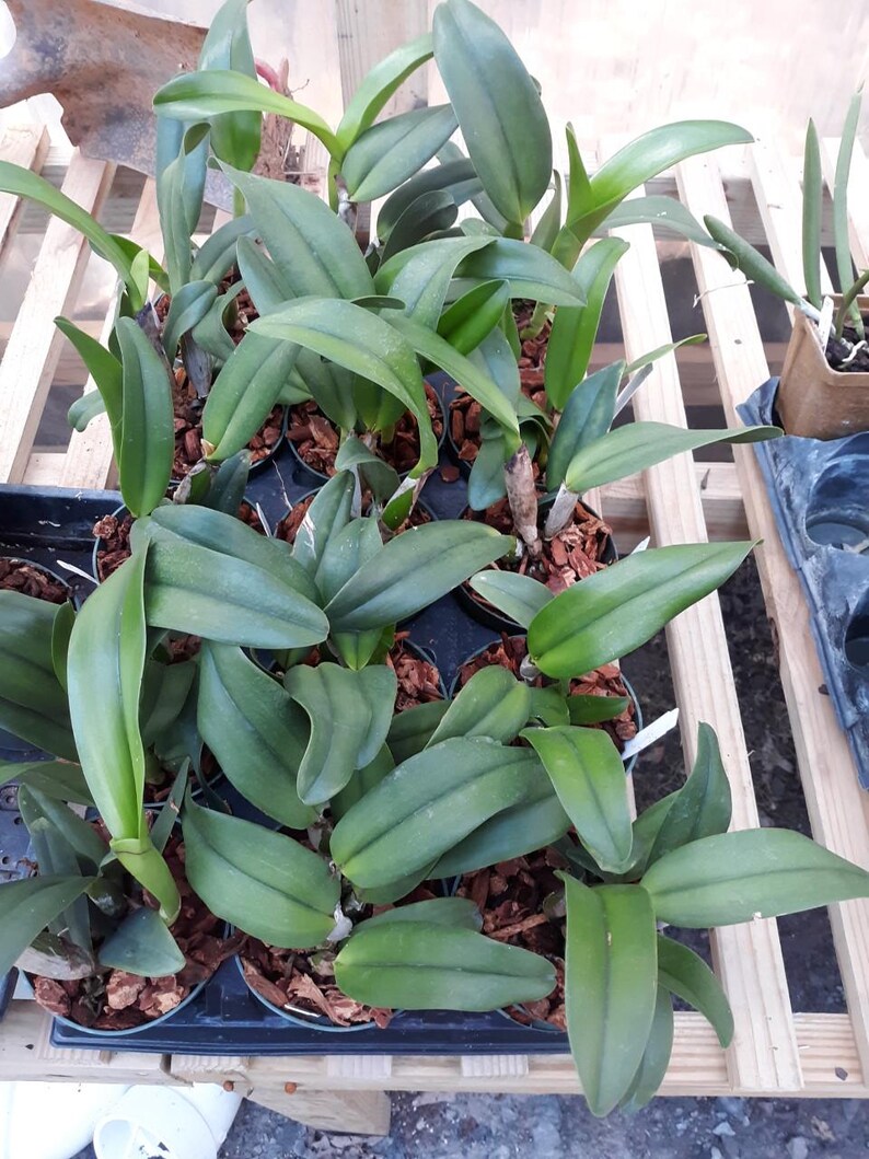 Near Blooming Size, Lc. Mem Robert Straight 'islanders Delight ...