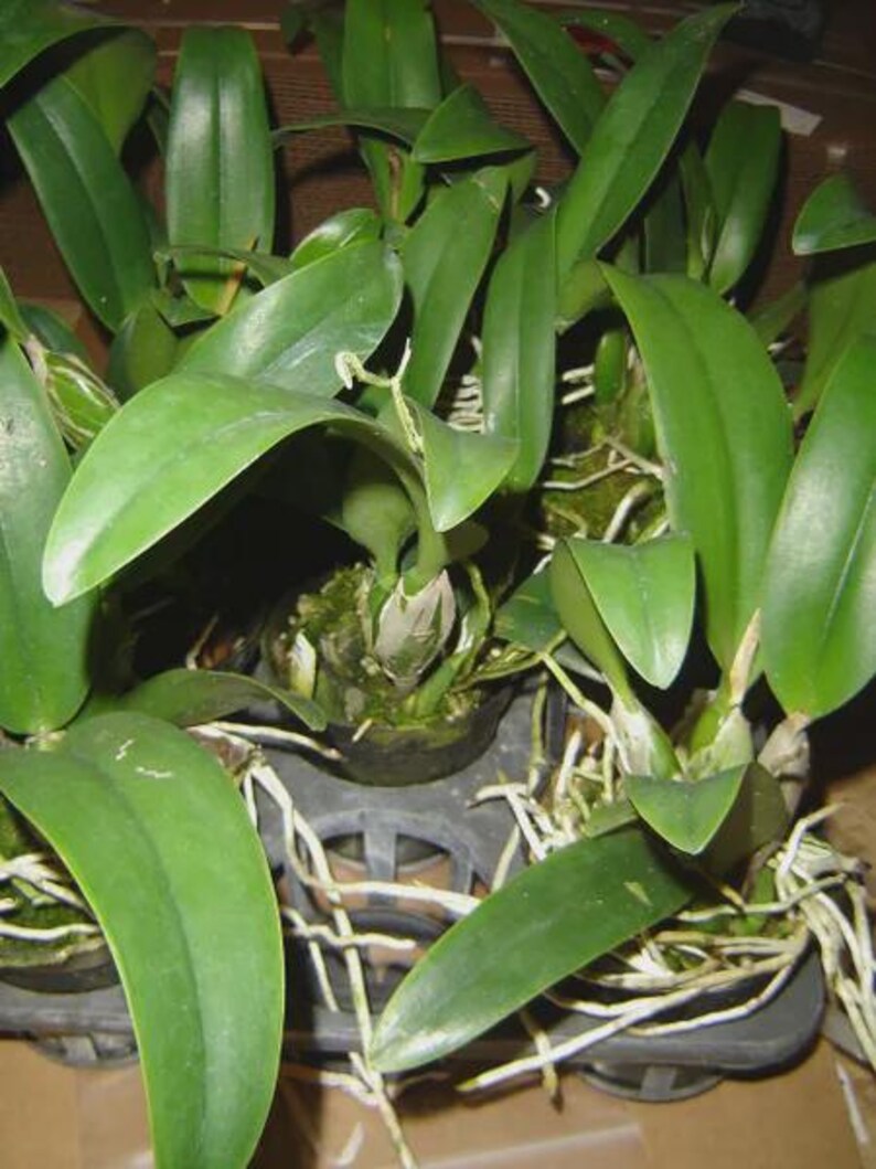 Lc. Hsinying Catherine X Blc. Pratum Green #73, Shipping Included - Etsy