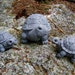 Turtle Statue, Concrete Cement Turtles, Painted Turtle, Cement Garden ...