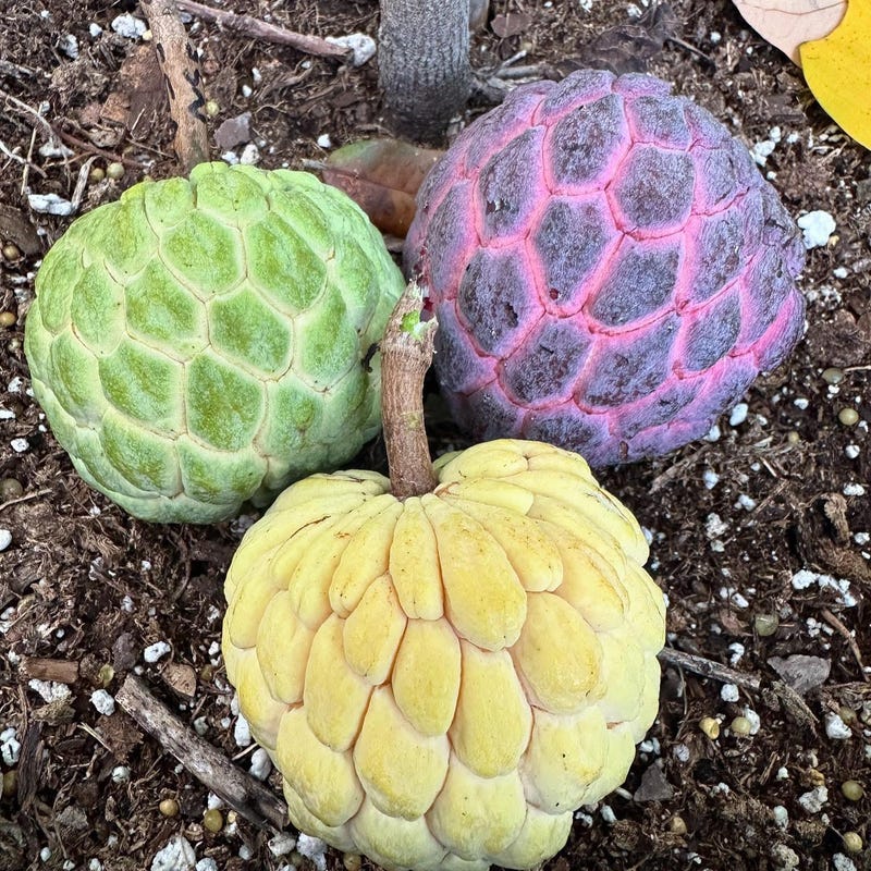 Sugar Apple Tree Red Rare - Etsy