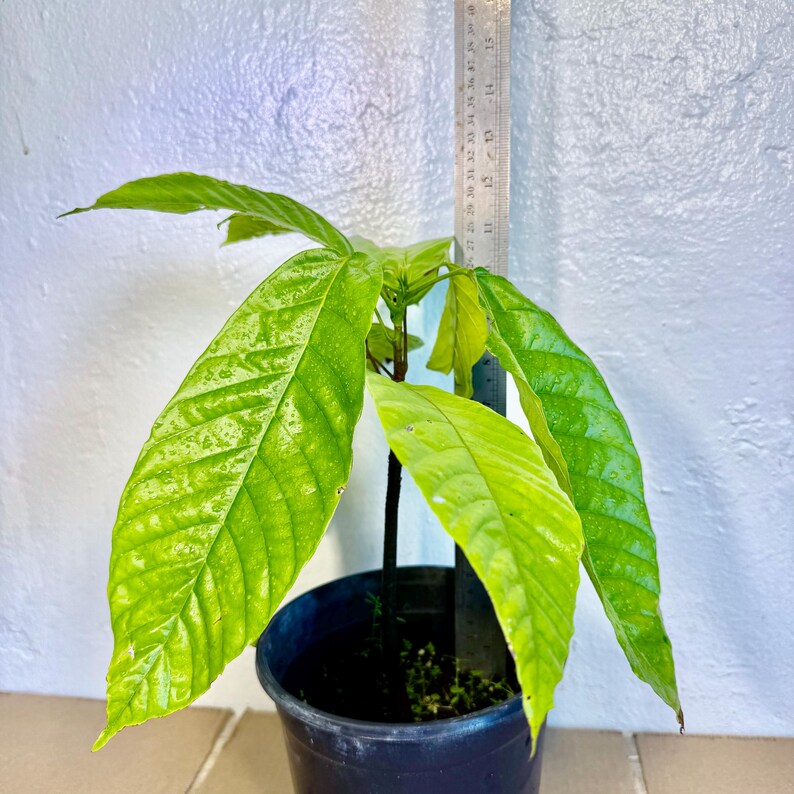 Cacao Trinitario Tree (theobroma Cacao) – Live Chocolate Tree Tropical ...