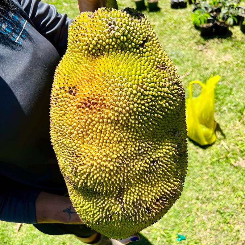 Jackfruit Tree (artocarpus Heterophyllus) – Live Tropical Fruit Plant 1 ...