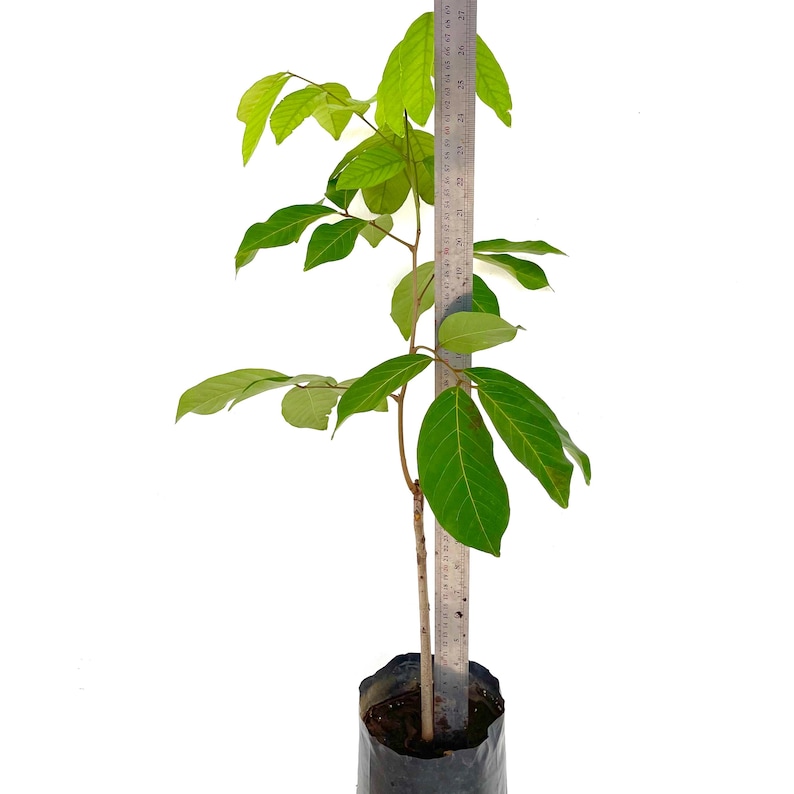 Red Rambutan Tree (nephelium Lappaceum) – Grafted Live Tropical Fruit ...