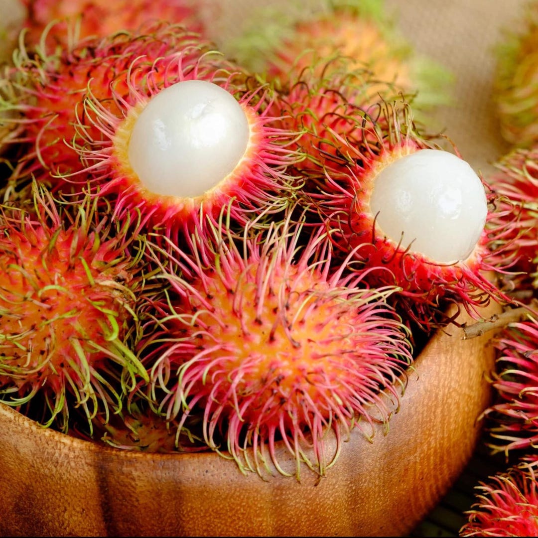 Red Rambutan Tree (nephelium Lappaceum) – Grafted Live Tropical Fruit ...
