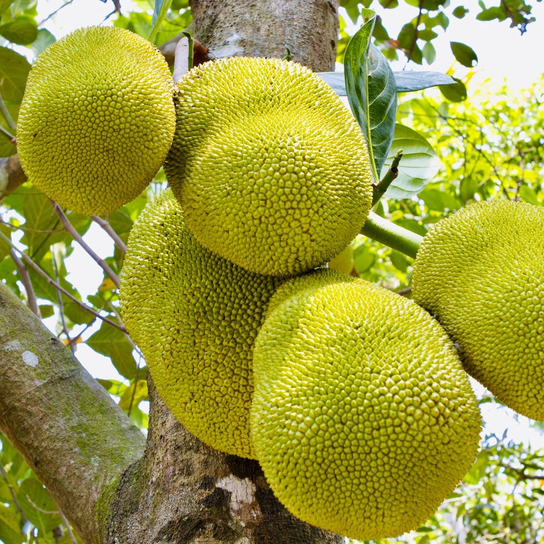 Jackfruit Tree (artocarpus Heterophyllus) – Live Tropical Fruit Plant 1 ...