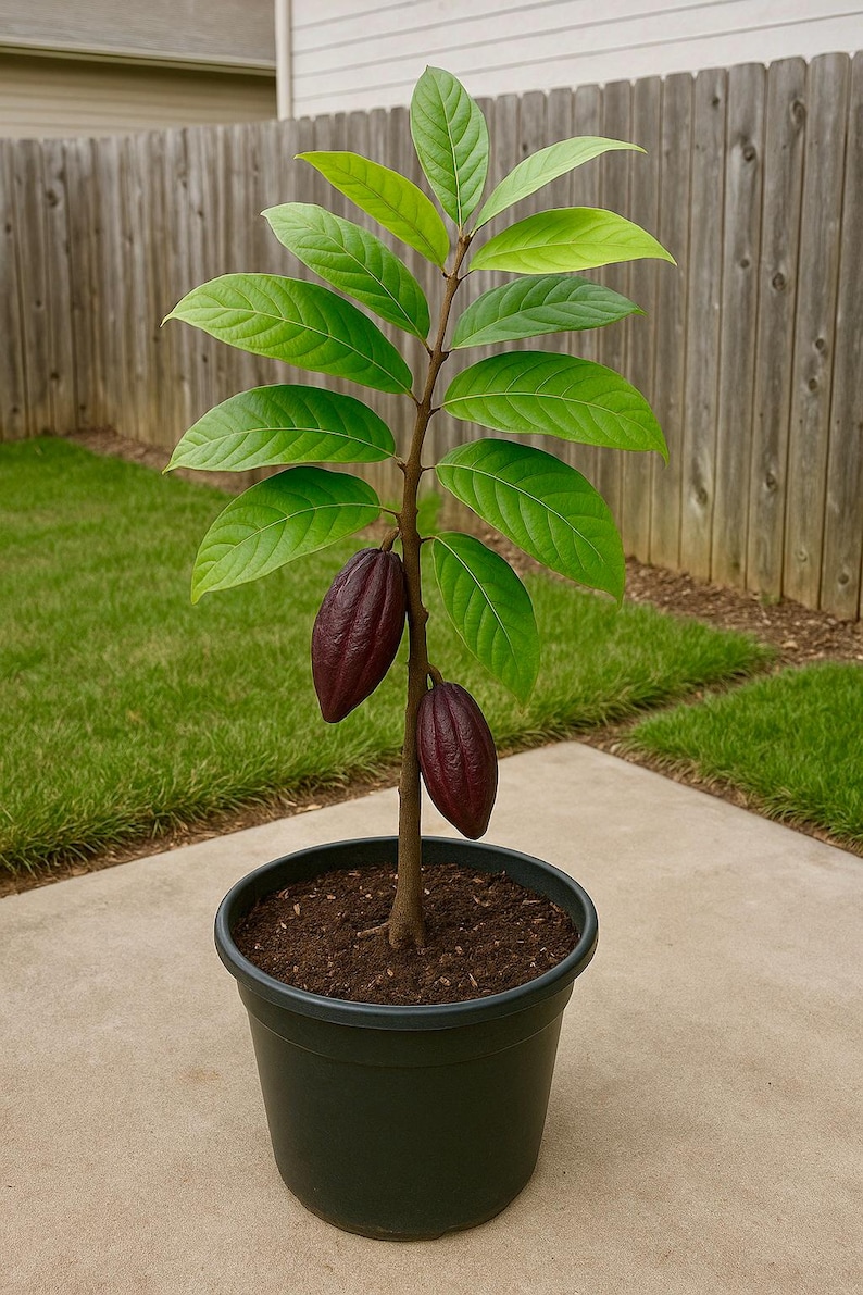 Cacao Trinitario Tree (theobroma Cacao) – Live Chocolate Tree Tropical ...