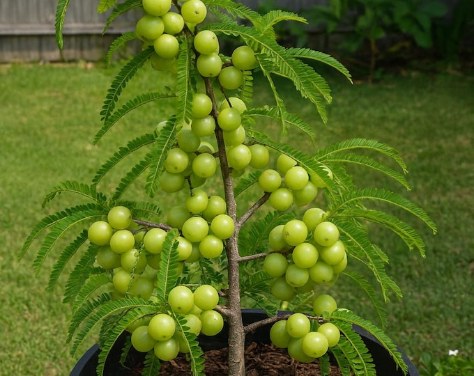 Amla Cuttings Indian Gooseberry Tree Cuttings Organic Phyllanthus ...