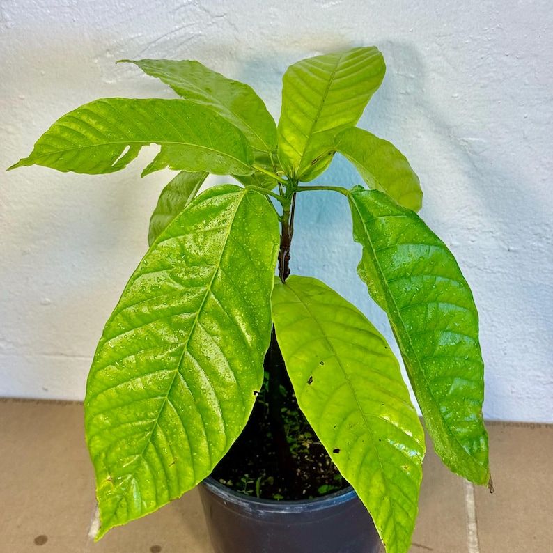 Cacao Trinitario Tree (theobroma Cacao) – Live Chocolate Tree Tropical ...