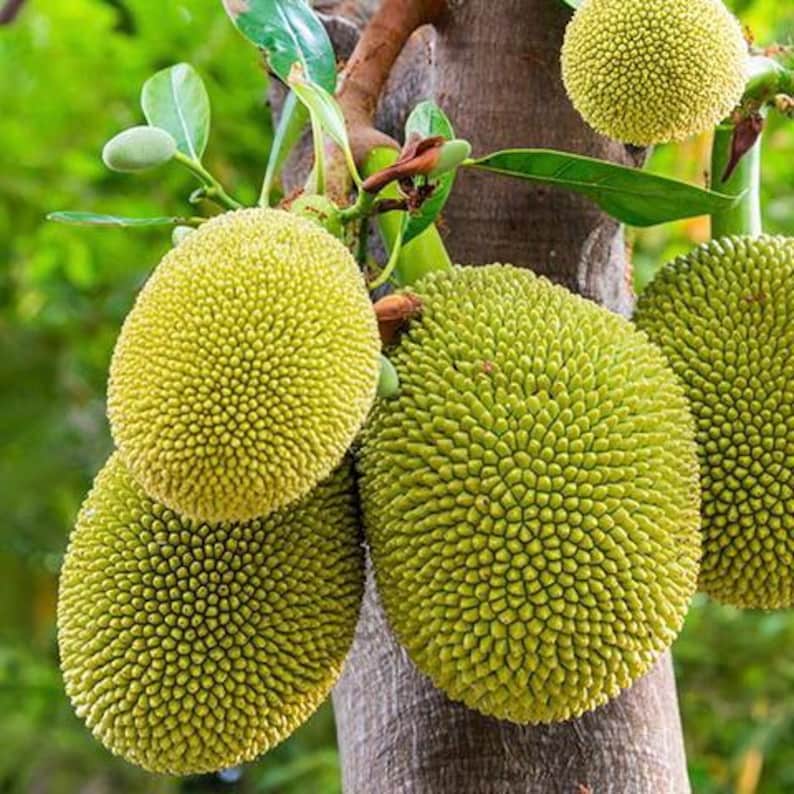 Jackfruit Tree (artocarpus Heterophyllus) – Live Tropical Fruit Plant 1 ...