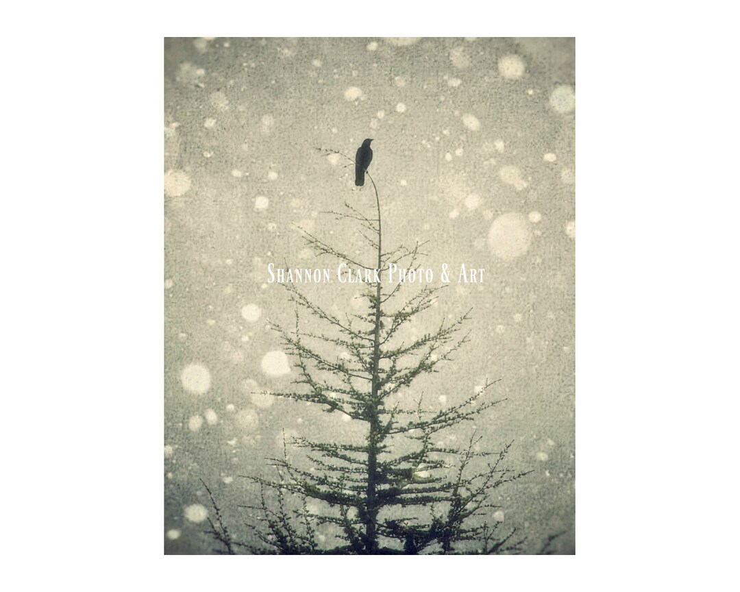 Bird in Snowy Tree Photography Art Print - "winter Bird" - Etsy