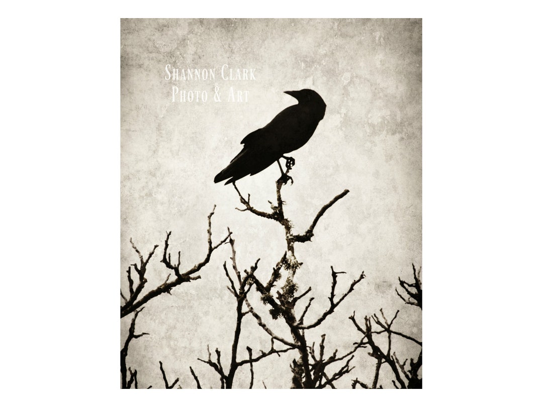 Crow on Tree Black & White Photography Art Print "the Crow" - Etsy