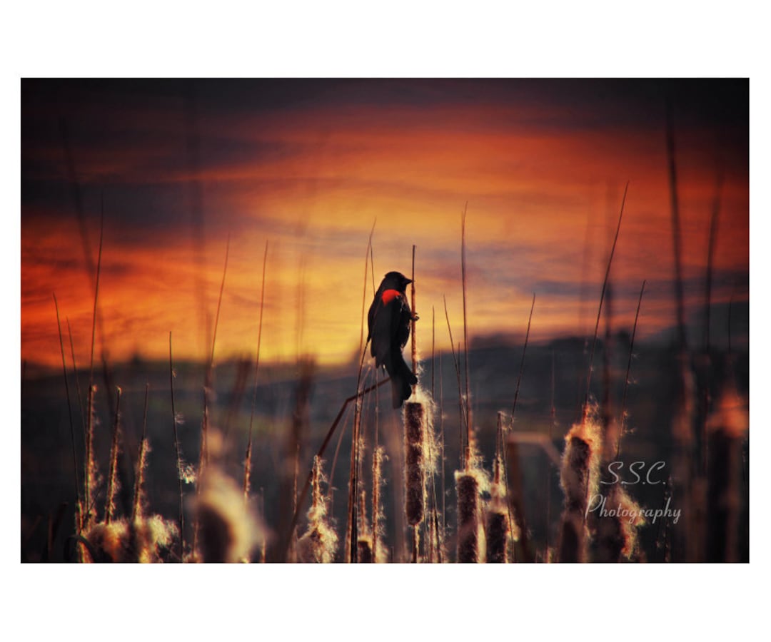 Red Wing Blackbird on Cattail at Sunset Photography Art Print "the ...