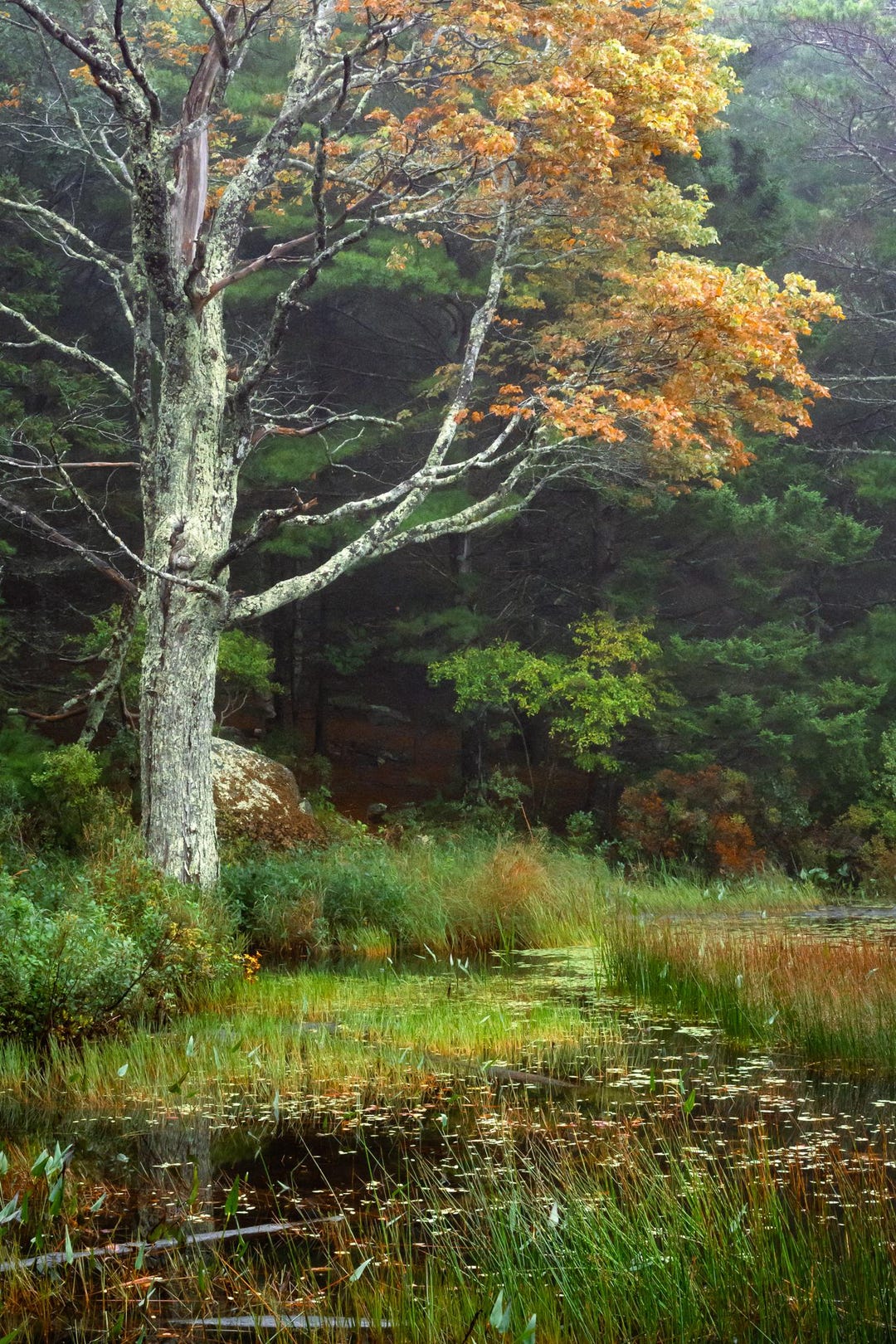 Print: Autumn Tree, Witch Hole Pond - Acadia National Park - Etsy