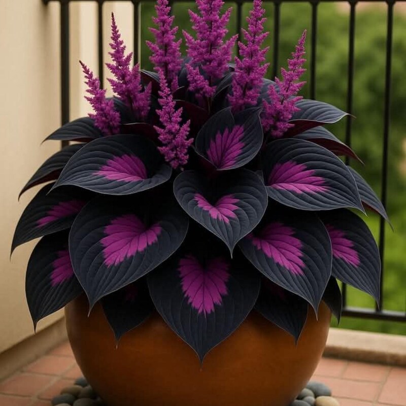 Purple Hosta Plant - Etsy
