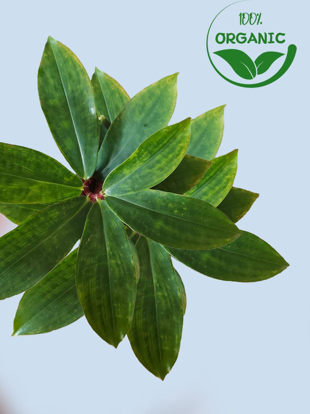 Dried Costus Igneus Tea | Organic Insulin Plant Leaves TEBU - Etsy Canada