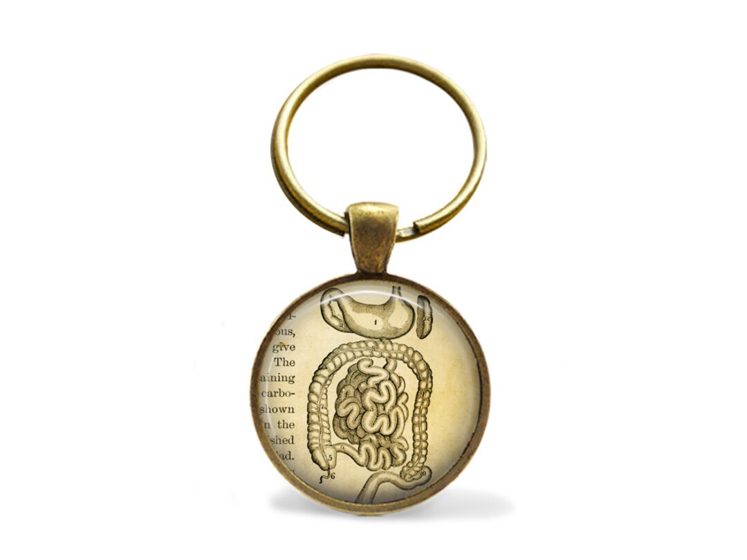 The G.i.system KEYCHAIN / Vintage Anatomy Keychain / Gastro Intestinal ...