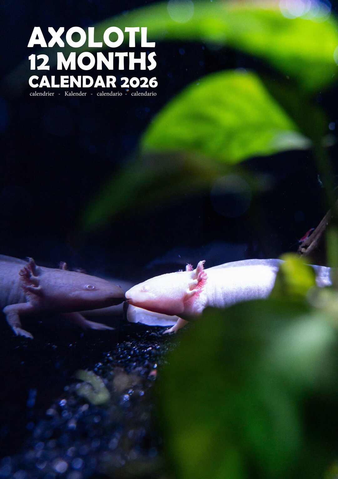 Axolotl A3 Calendars 2026 (M) - Etsy